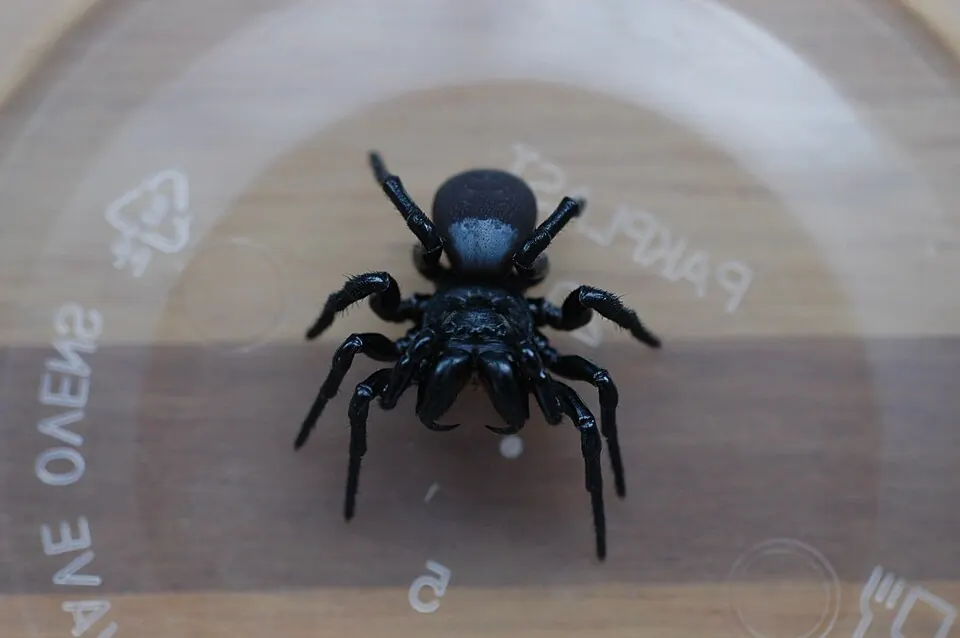 Mouse spider - Spider Identifier